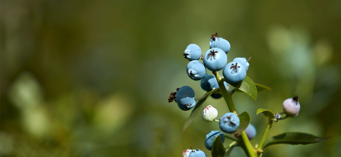 Plantas Biloxi: Perfectas para el suelo Colombiano